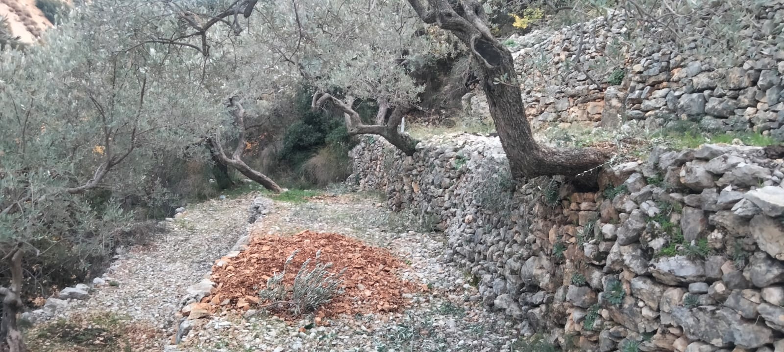 Land with an amazing view in Chabtine-Batroun is for SALE – Ray White ...