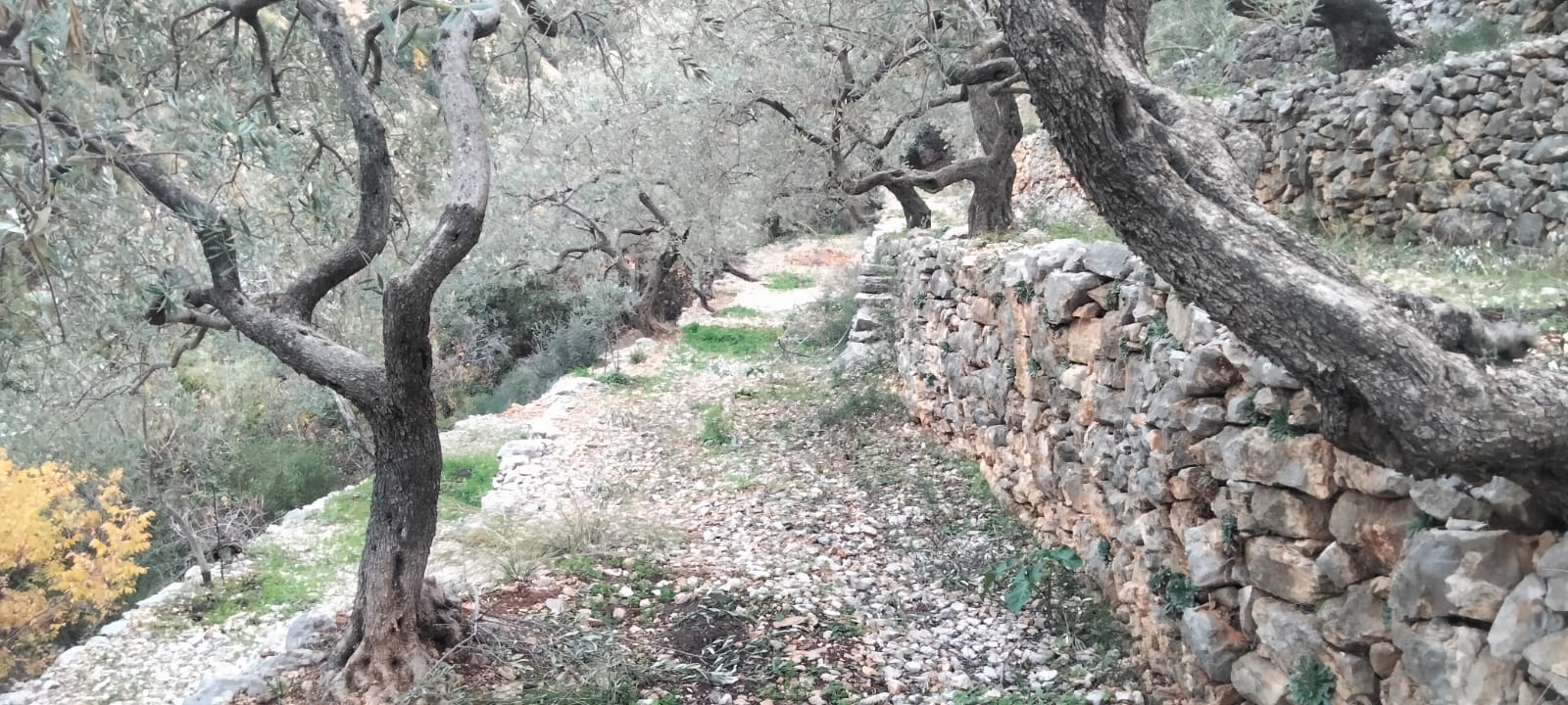 Land with an amazing view in Chabtine-Batroun is for SALE – Ray White ...
